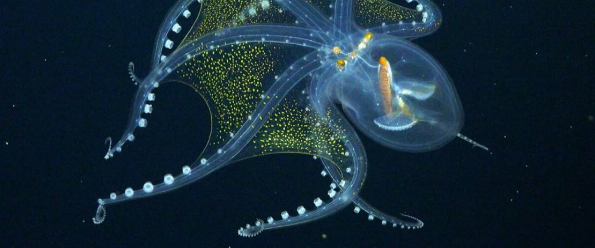 Exploring the Depths: New Discoveries in Oceanography and Marine Life